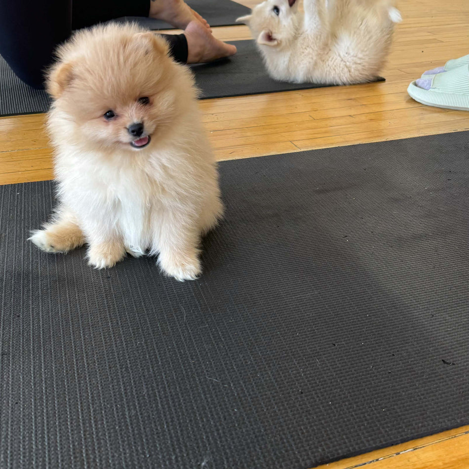 Doggos - Toronto's Best-Selling Puppy Yoga Class